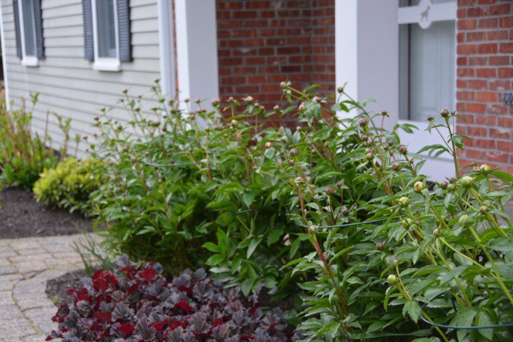 Giving Peonies and Hydrangeas Some Love - Entertablement